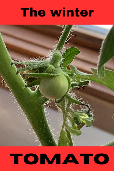 The winter tomato. - Surviving and Thriving